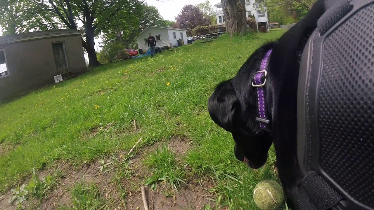 Fpv the dog - YouTube
