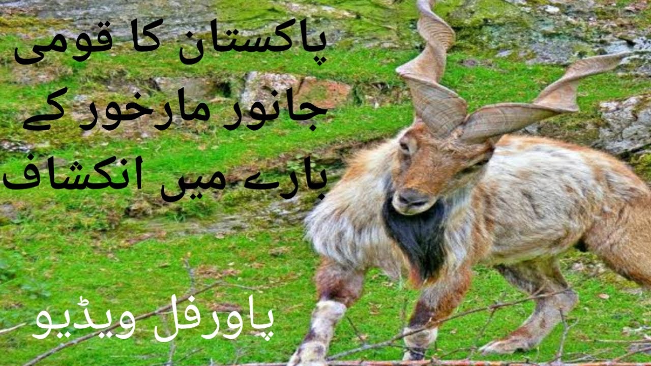 National Animal Of Pakistan Markhor | Markhor Jumping And Hunting In ...