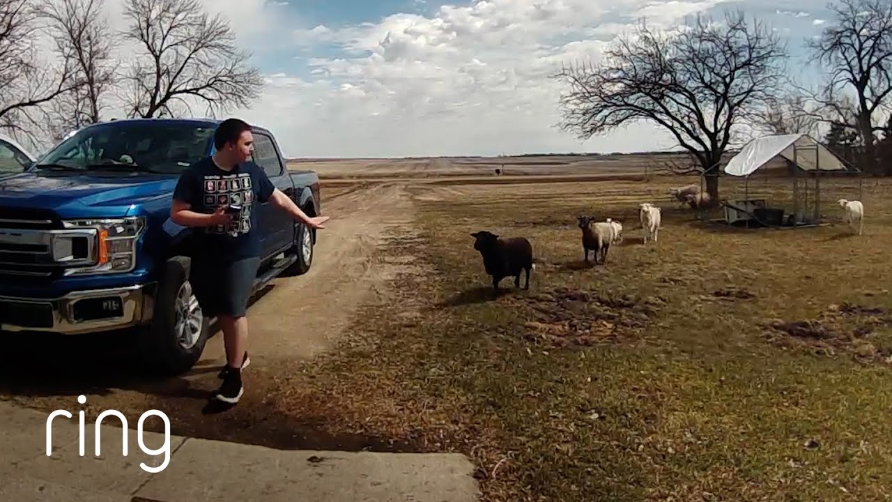 He Didn’t Realize He was the Goat Whisperer | RingTV - YouTube