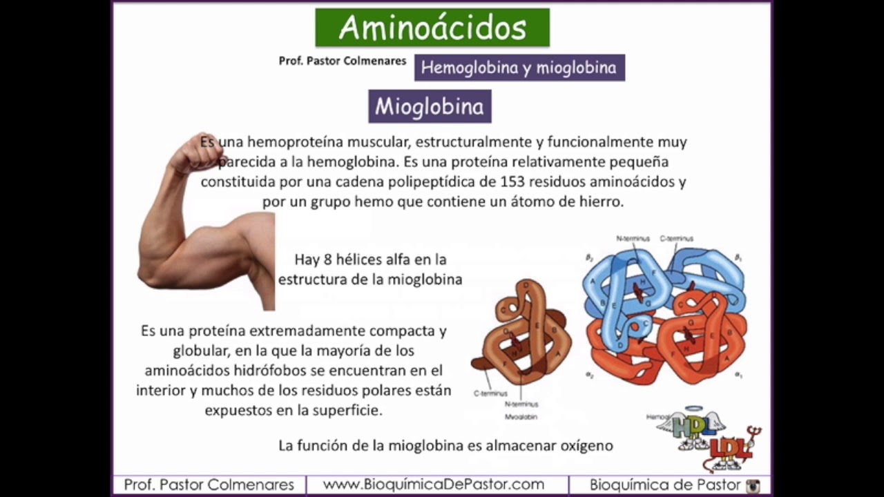 Hemoglobina y Mioglobina - Parte XI - YouTube