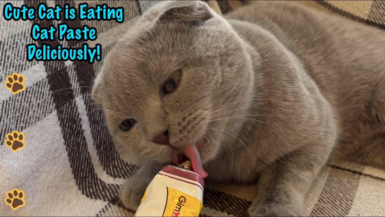 Cute Cat is Eating Cat Paste Deliciously and Relaxing on a Rocking ...