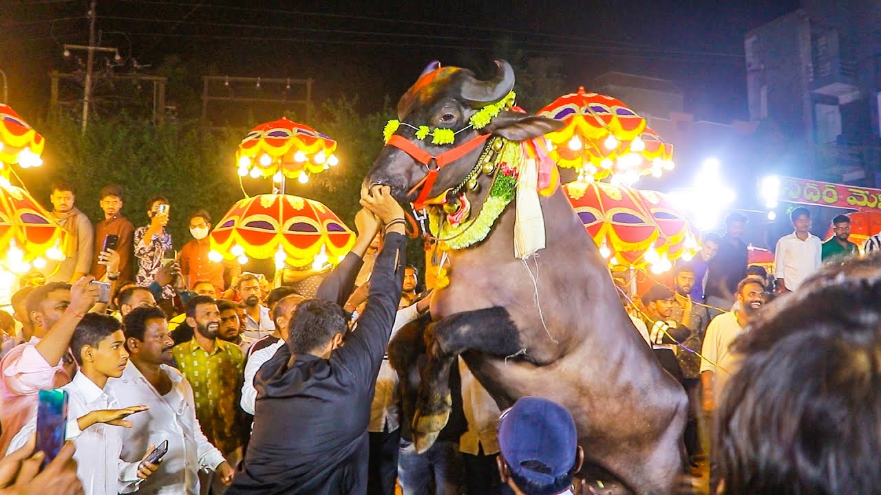 Narayanaguda sadar 2021 | Hyderabad sadar festival 2021 | Sadar ...