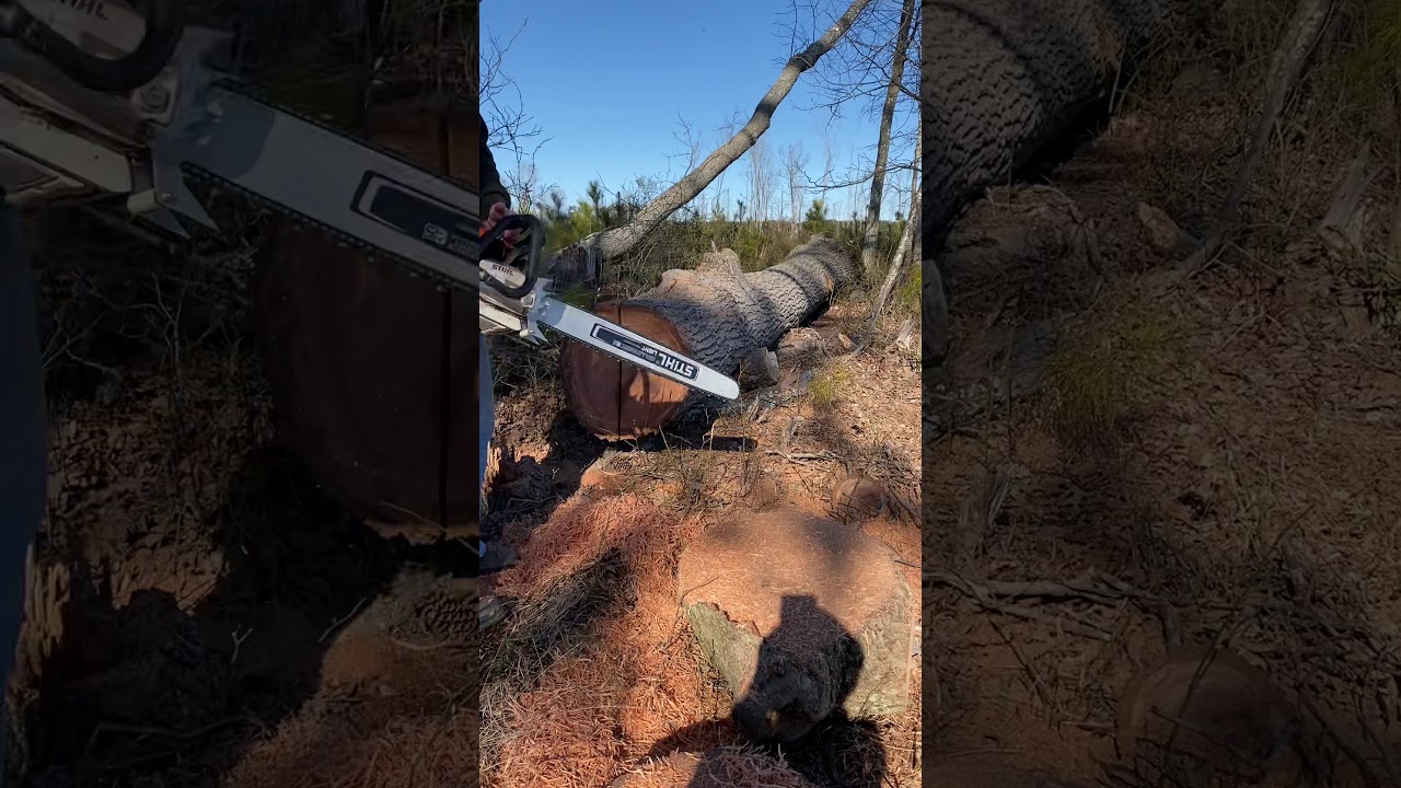 Modded Stihl 500i w/ 32” full comp chain in red oak (RIPSAW) - YouTube