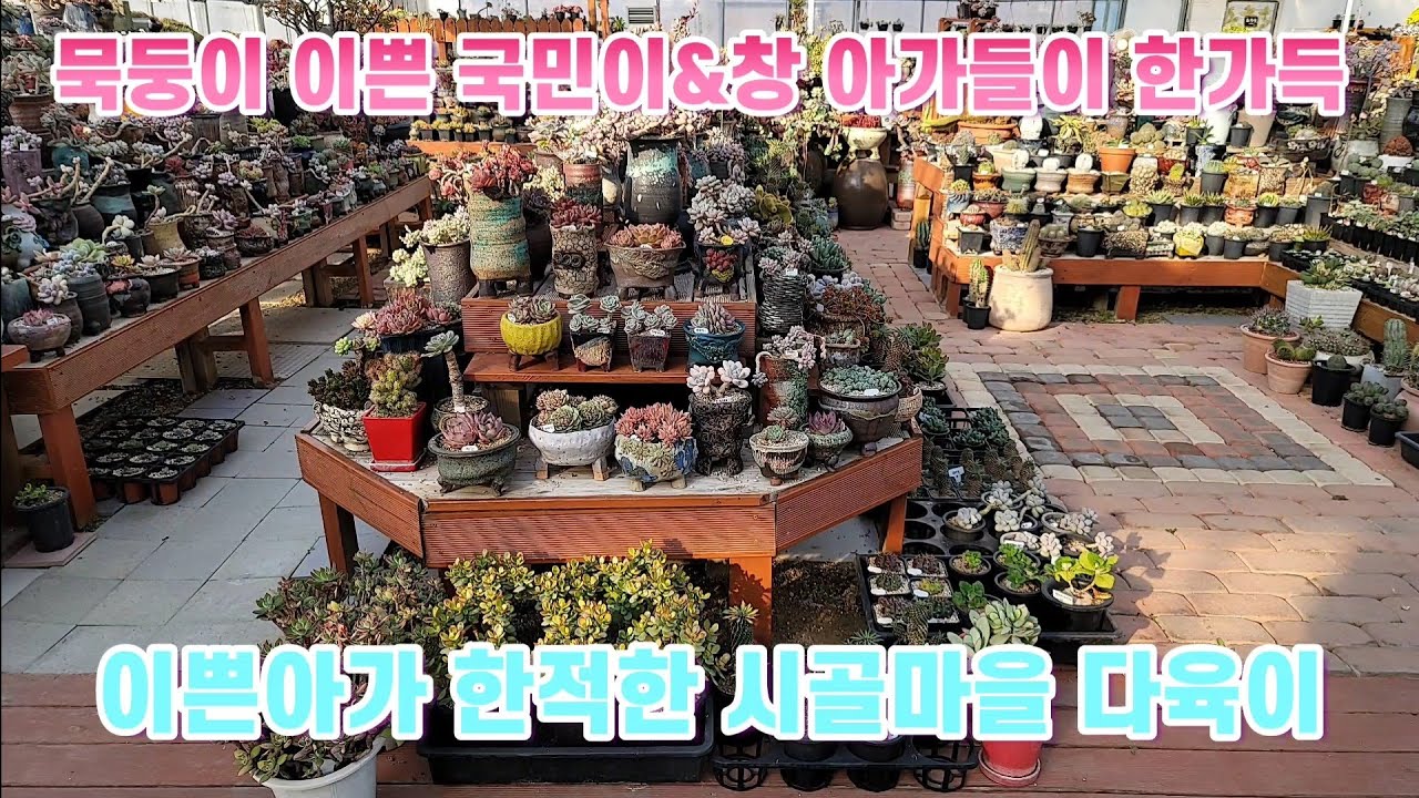 한적한 시골마을에 다육이 매장 아기자기 콩분부터 대품까지 이쁜 묵둥이가 천지네요 묵둥이 국민이 창 다육이 콩분 쪼꼬미