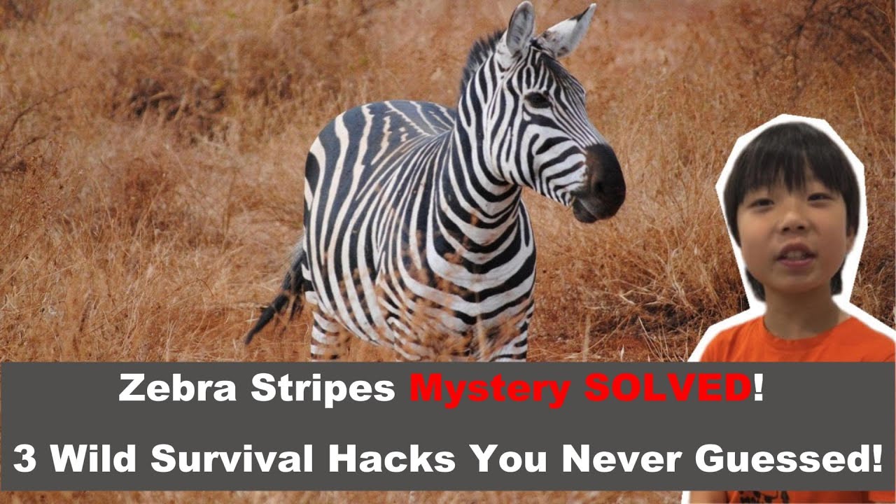 Zebra Stripes: Nature's Genius Bug Repellent & Survival Tool! | Kid ...