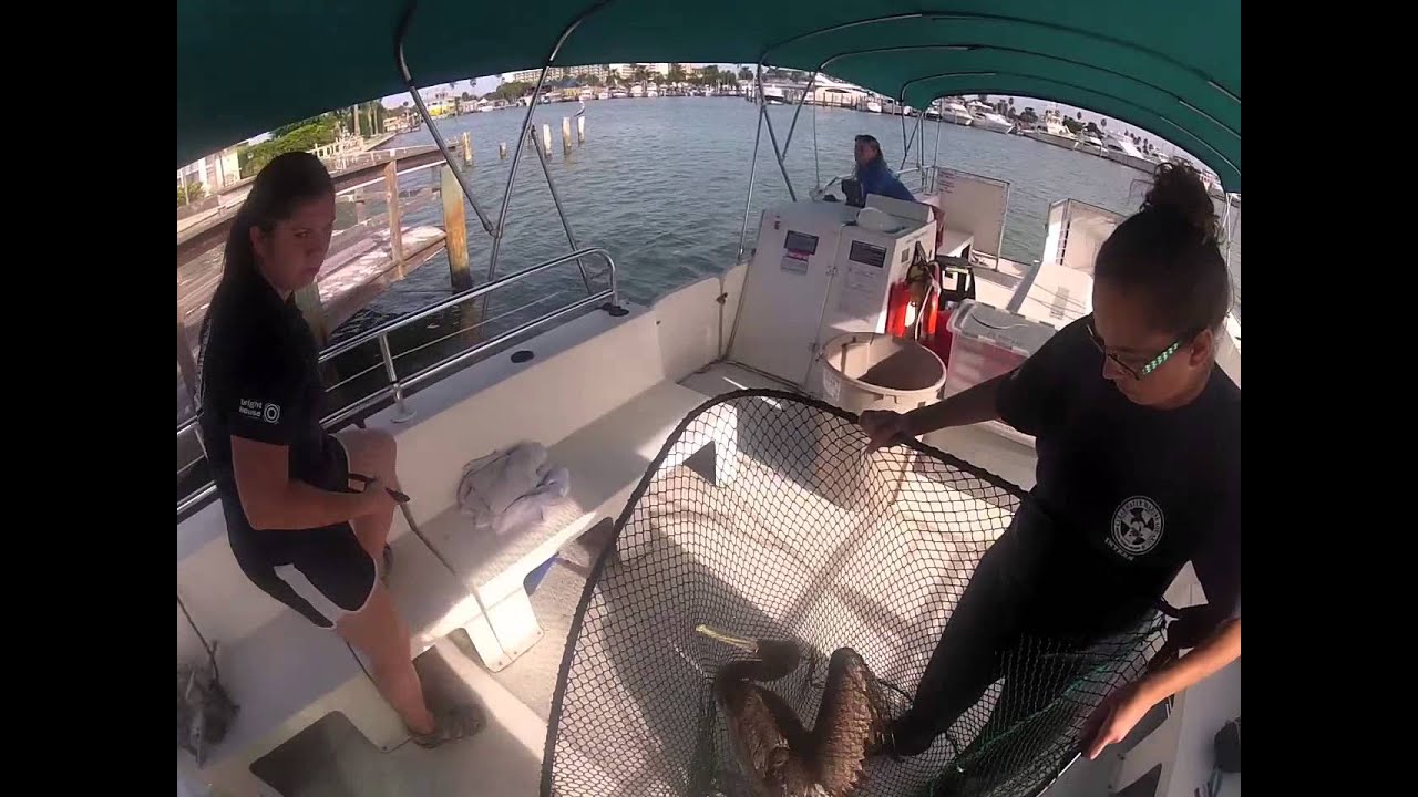 Rescue of a Brown Pelican Stuck in Fishing Line - YouTube