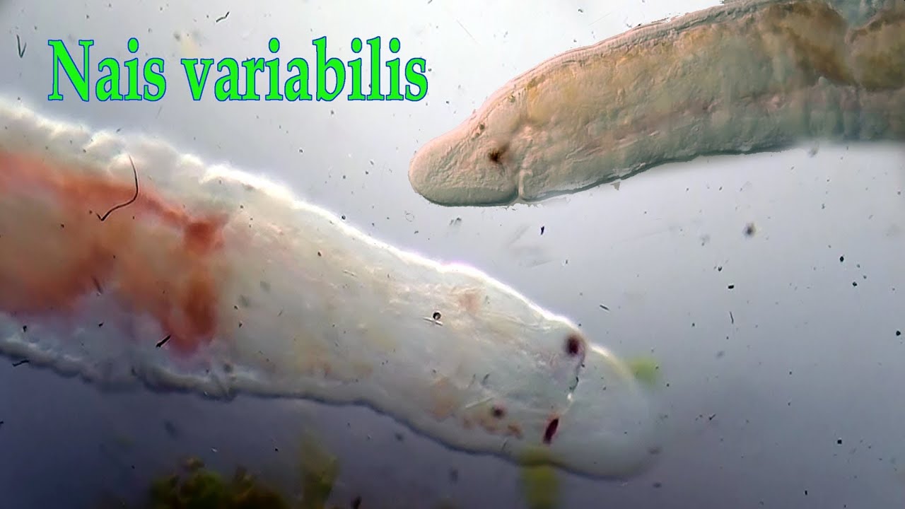 Nais variabilis - YouTube