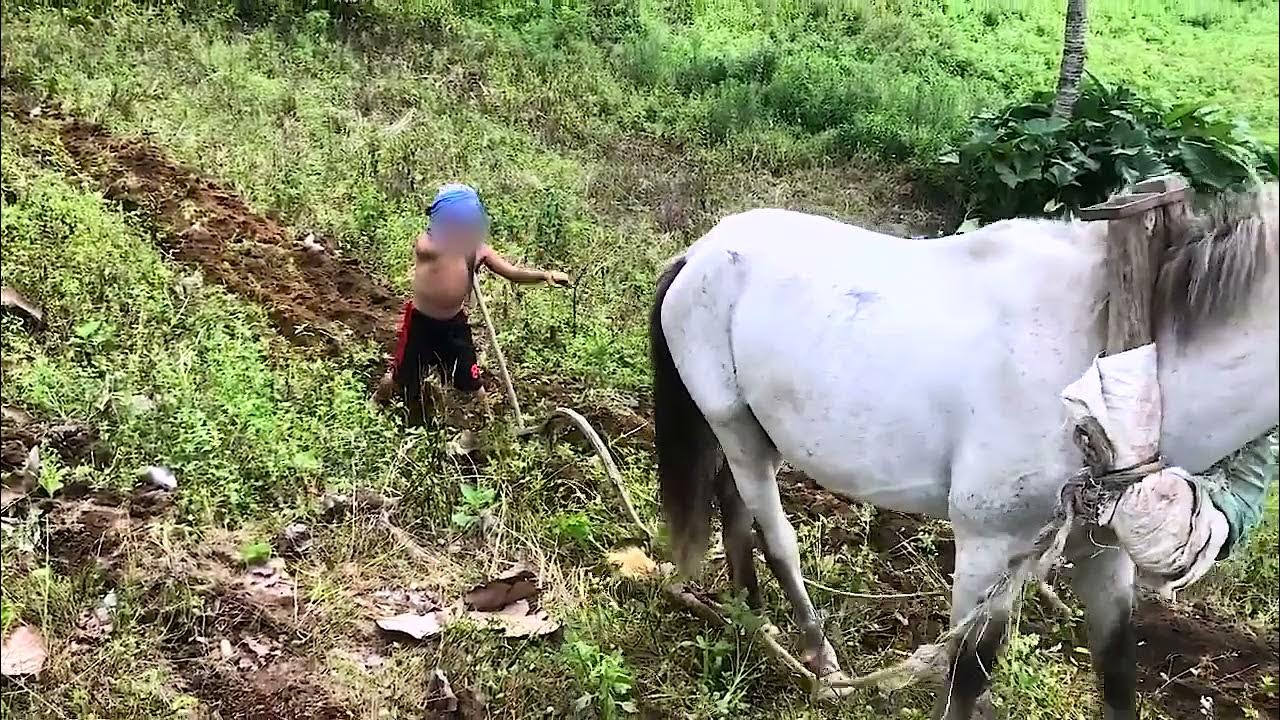 KMJS: 10-ANYOS NA BATA MULA SULTAN KUDARAT, BINUBUHAY ANG PAMILYA SA PAG-AARARO AT PAGSASAKA ...