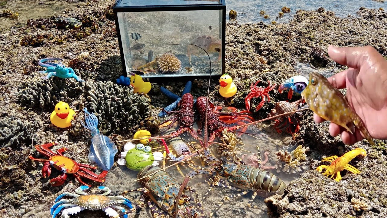 Wow Amazing.. Menemukan Banyak Lobster, Ikan Buntal, Kepitin, Kelomang ...