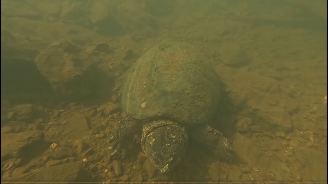 Worlds Largest Snapping Turtle Underwater in action Footage v GIANT Osprey Also a WORKING ROOMBA ...