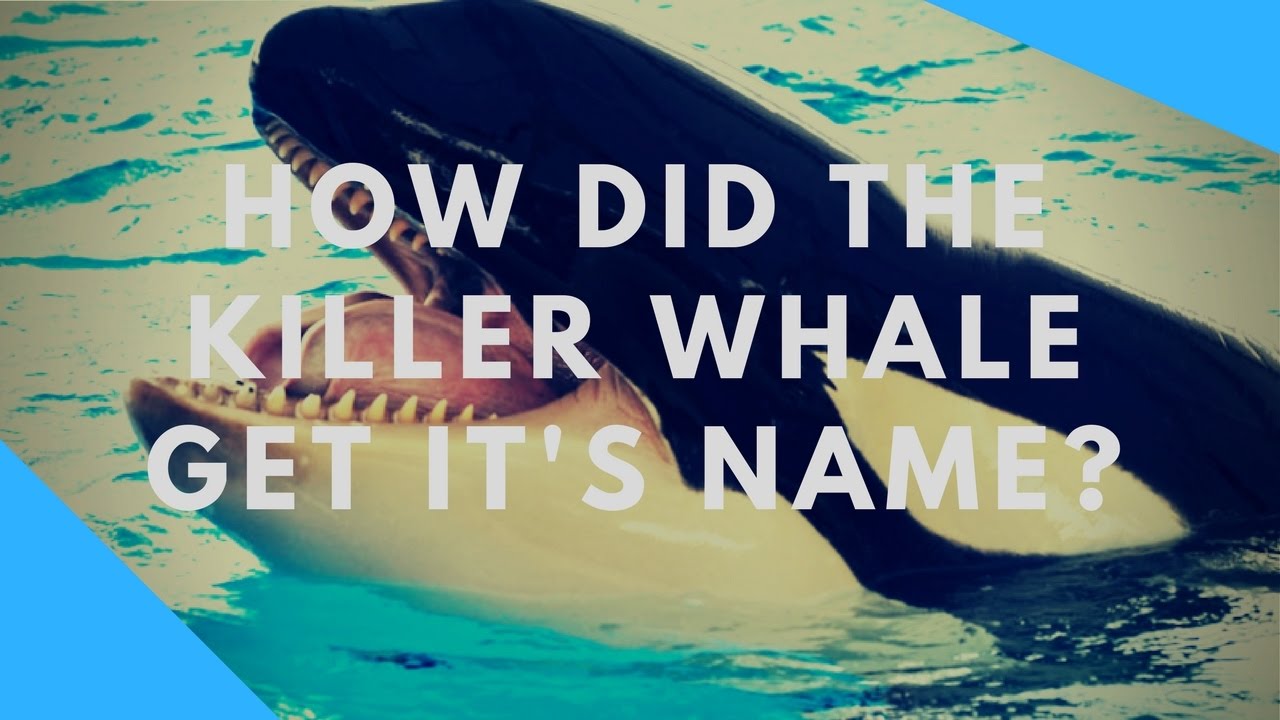 How did the Killer Whale get it's name? - YouTube