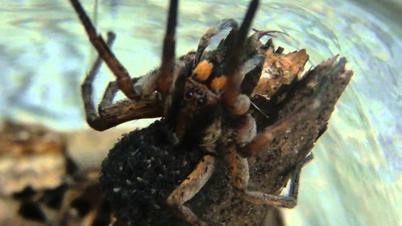 Lycosa ¿sp? (tarantula lobo) - YouTube