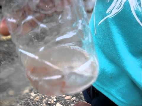 West Sumba, Wanukaka beach. catching the nyale worms.wmv - YouTube