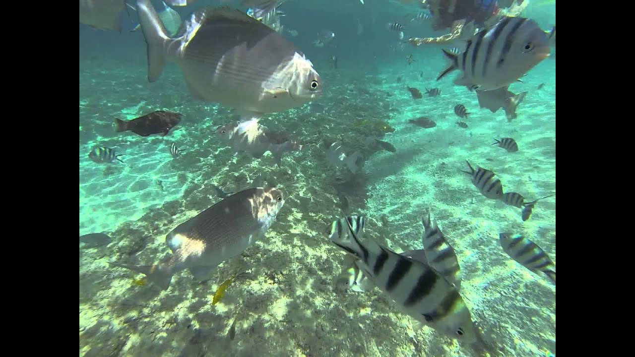 Komaka Island Snorkeling, Okinawa Japan - YouTube