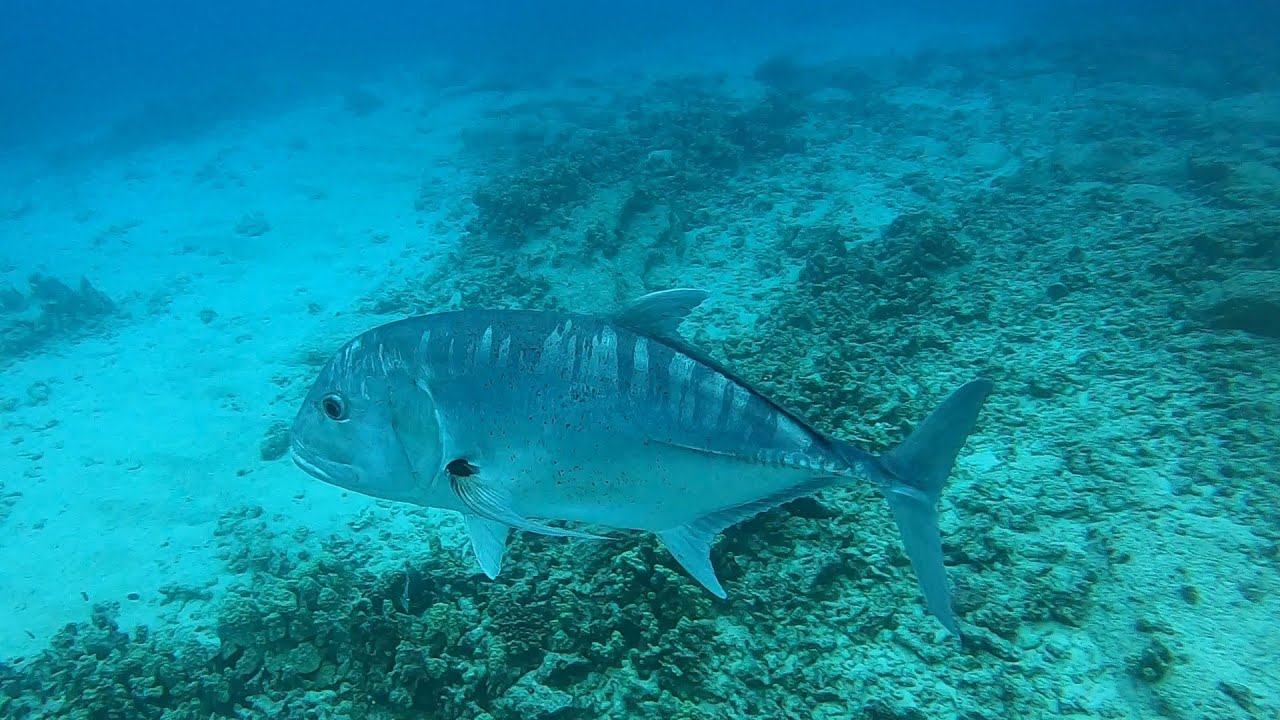 Twilight Shark Challenge, Kona, HI - YouTube