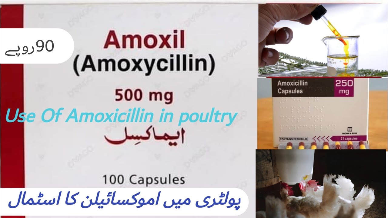 Use Of Amoxicillin in poultry farming |by Asad Munir - YouTube