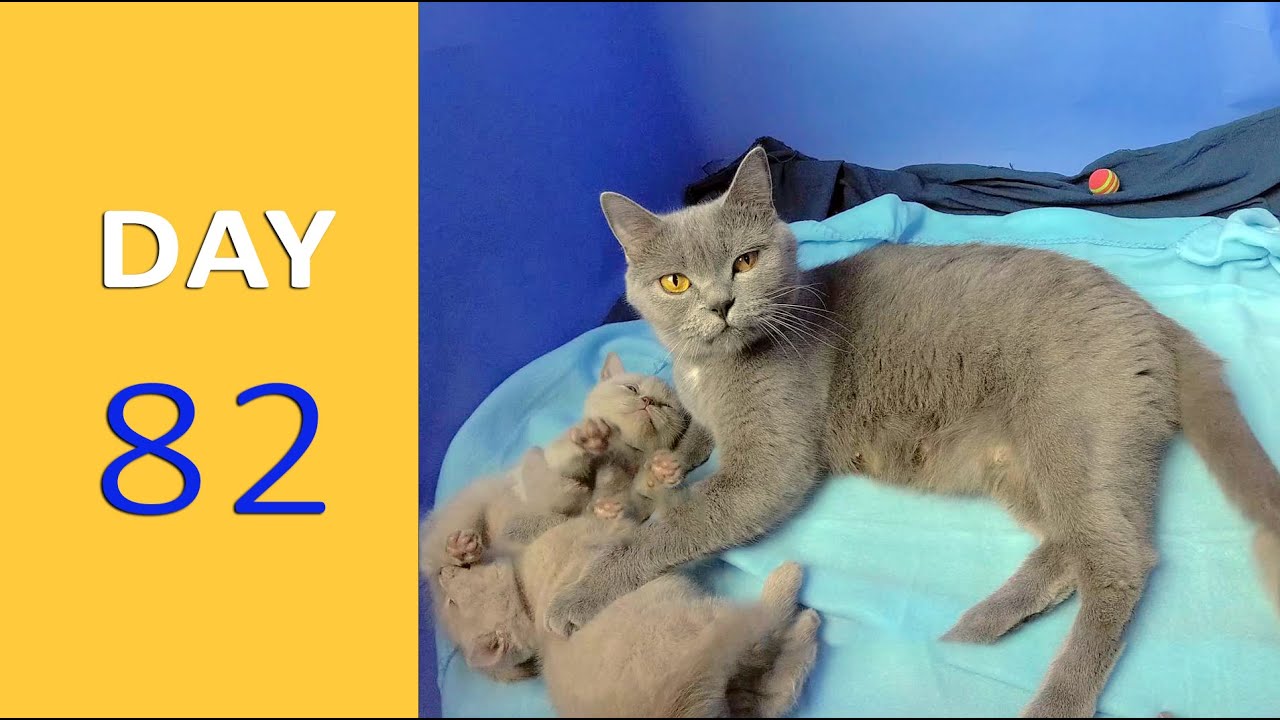 DAY 82 - Baby Kittens after Birth | Emotional - YouTube