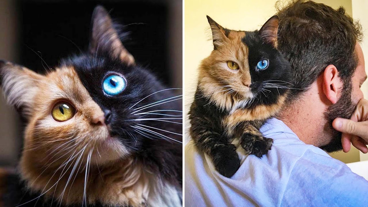 This Adorable Two-Faced Cat Is Probably The Cutest Accident That Ever ...