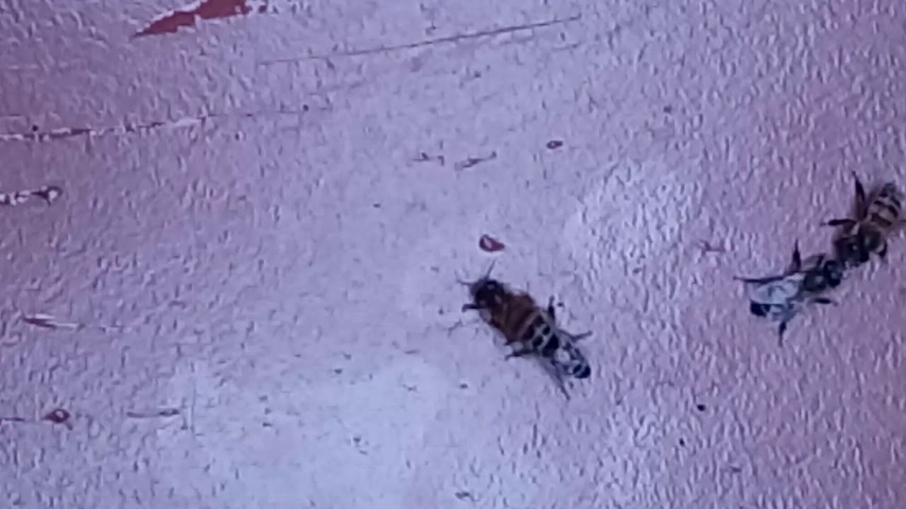 🐝🐝🐝 abejas comunicandose - YouTube