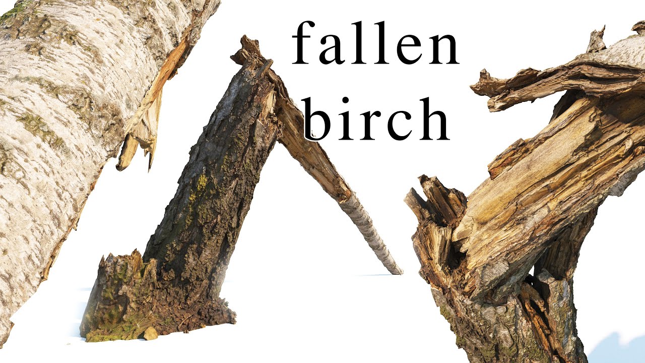 Broken fallen birch - YouTube