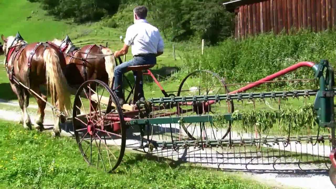Very Beautiful Farmhorses in Austria wunderschoene Ackerpferde in ...