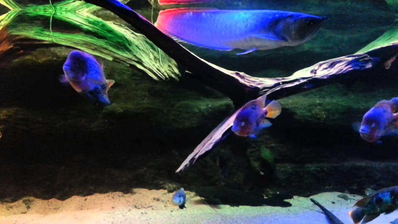 Mega tank 3000 liter aquarium - YouTube