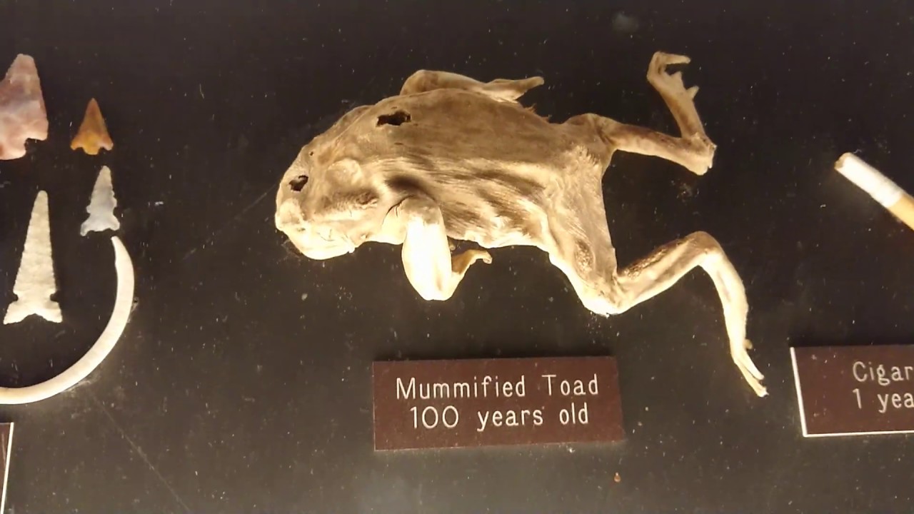 Toad Mummy - YouTube