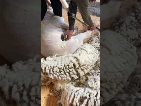 Shearing a Rambouillet horned ram 🐏 - YouTube