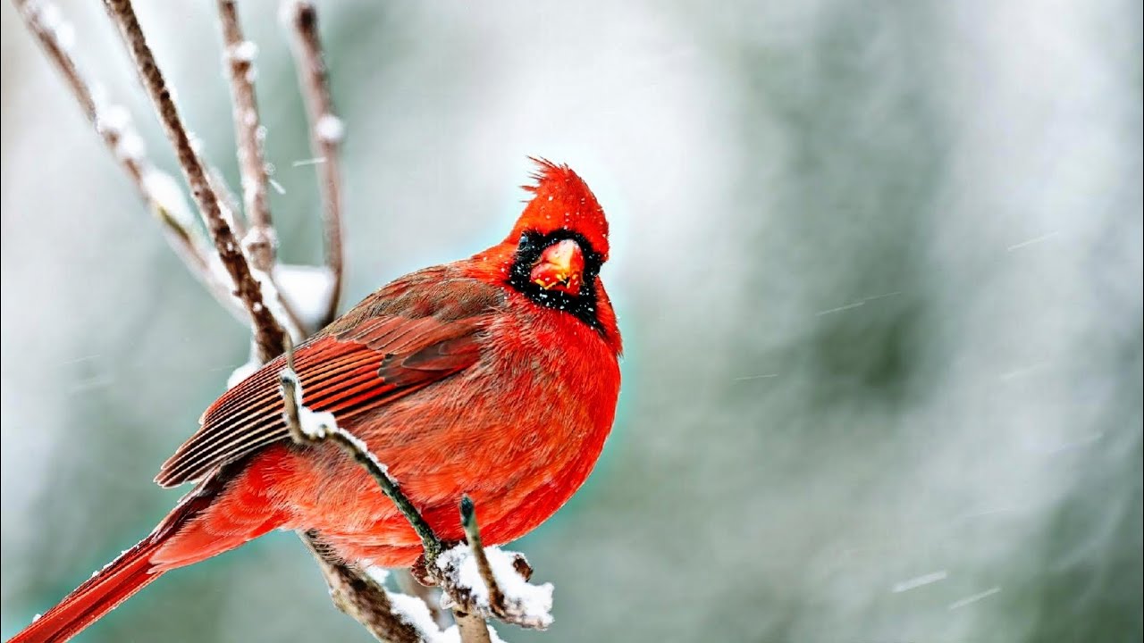 El Encantador Pájaro de Pecho Rojo: Todo sobre el Pyrocephalus rubinus ...
