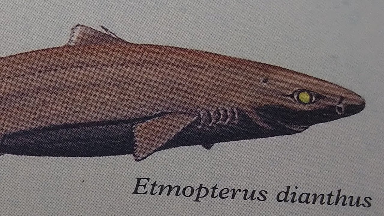 How To Draw a Pink Lanternshark - YouTube