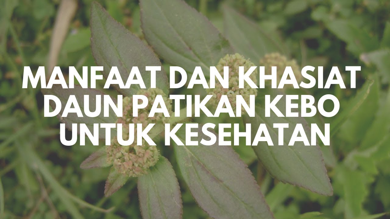 WOW!! Inilah 10 Manfaat dan Khasiat Daun Patikan Kebo untuk Kesehatan ...