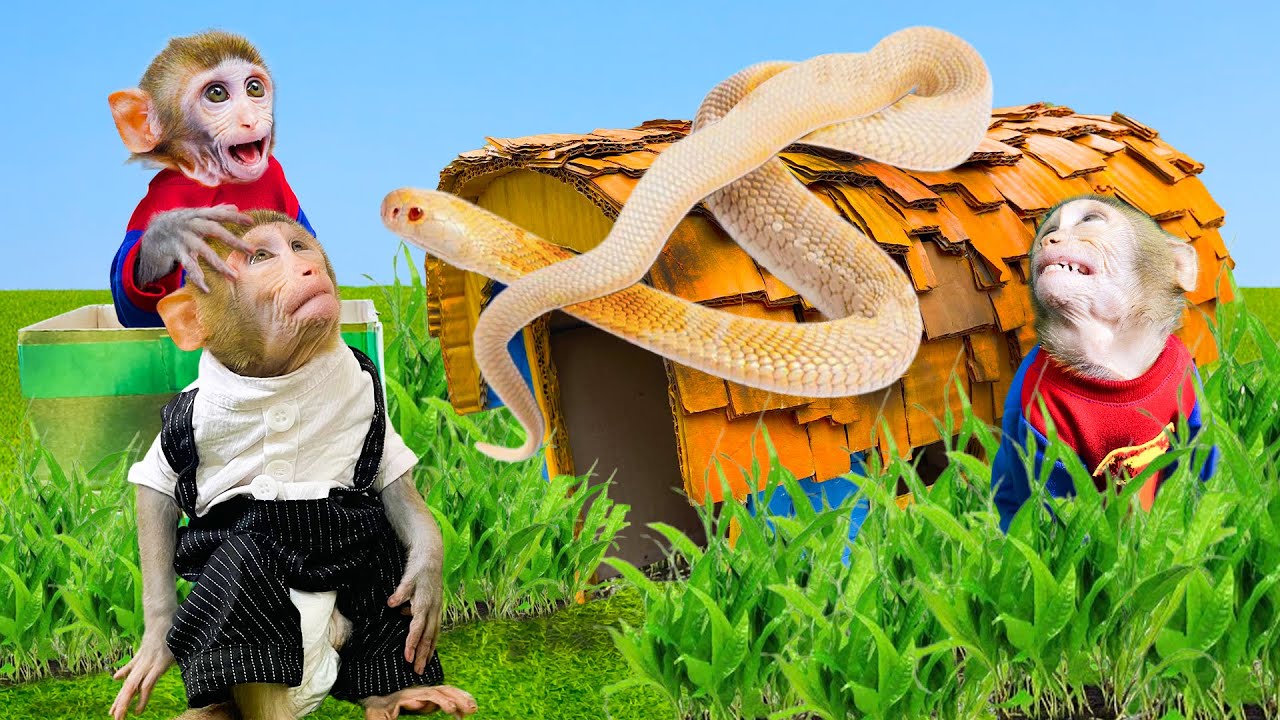 Monkey Baby Bi Bon Cutest Monkey uses toilet paper and naughty in the ...