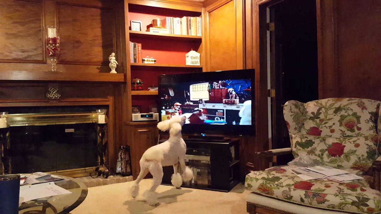 Poodle barking at dogs on television - YouTube