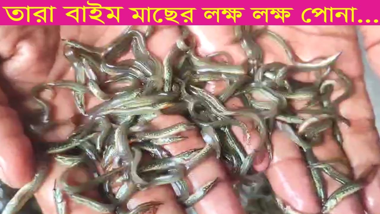 তারাবাইম মাছের লক্ষ লক্ষ পোনা উৎপাদন । Tara Baim Fish Farming । SHB ...