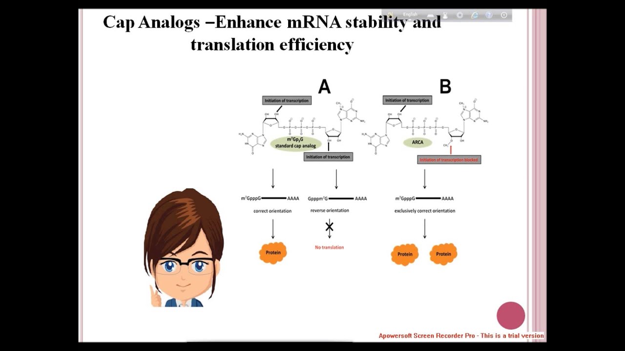 mRNA Capping - YouTube