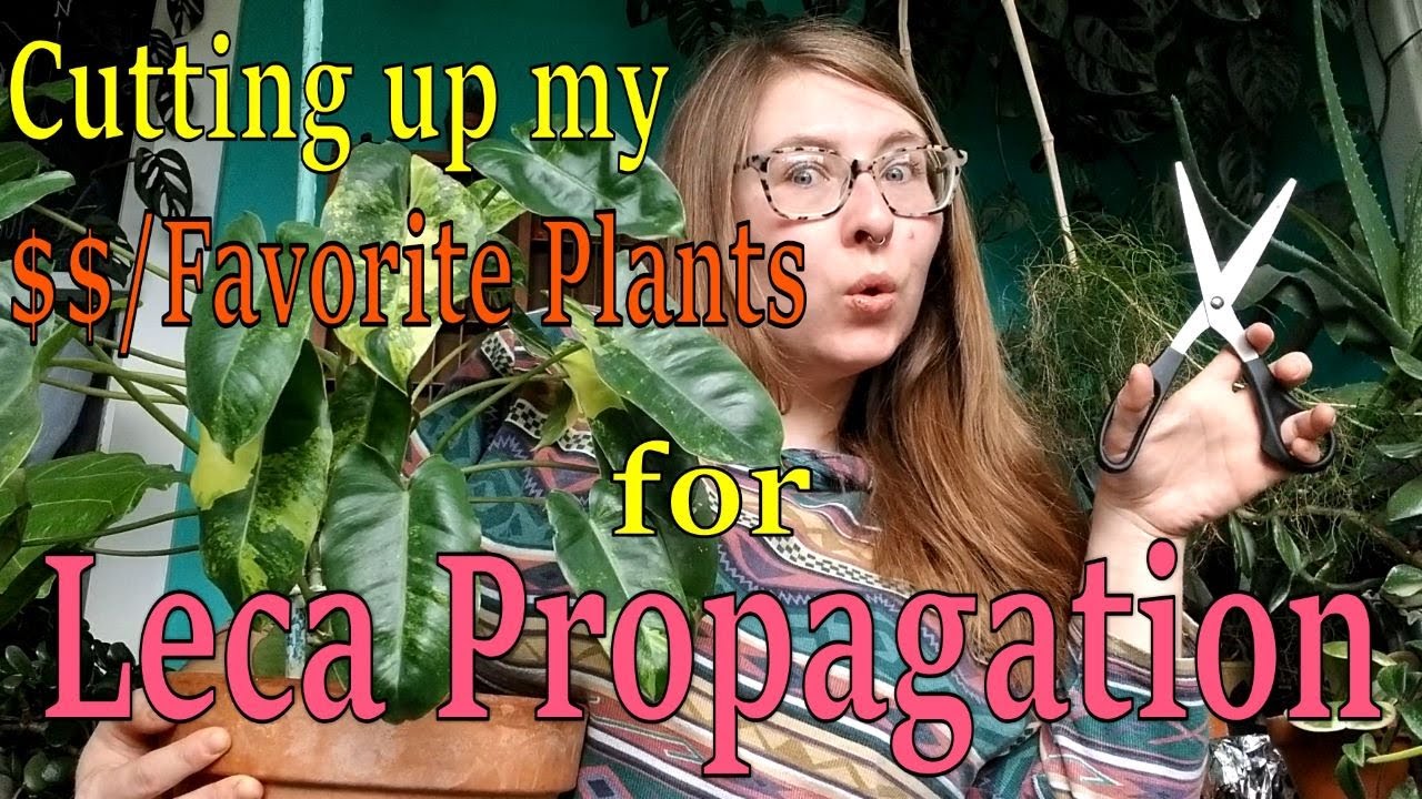 Chopping my $$/Favorite Plants for LECA PROPAGATION - YouTube