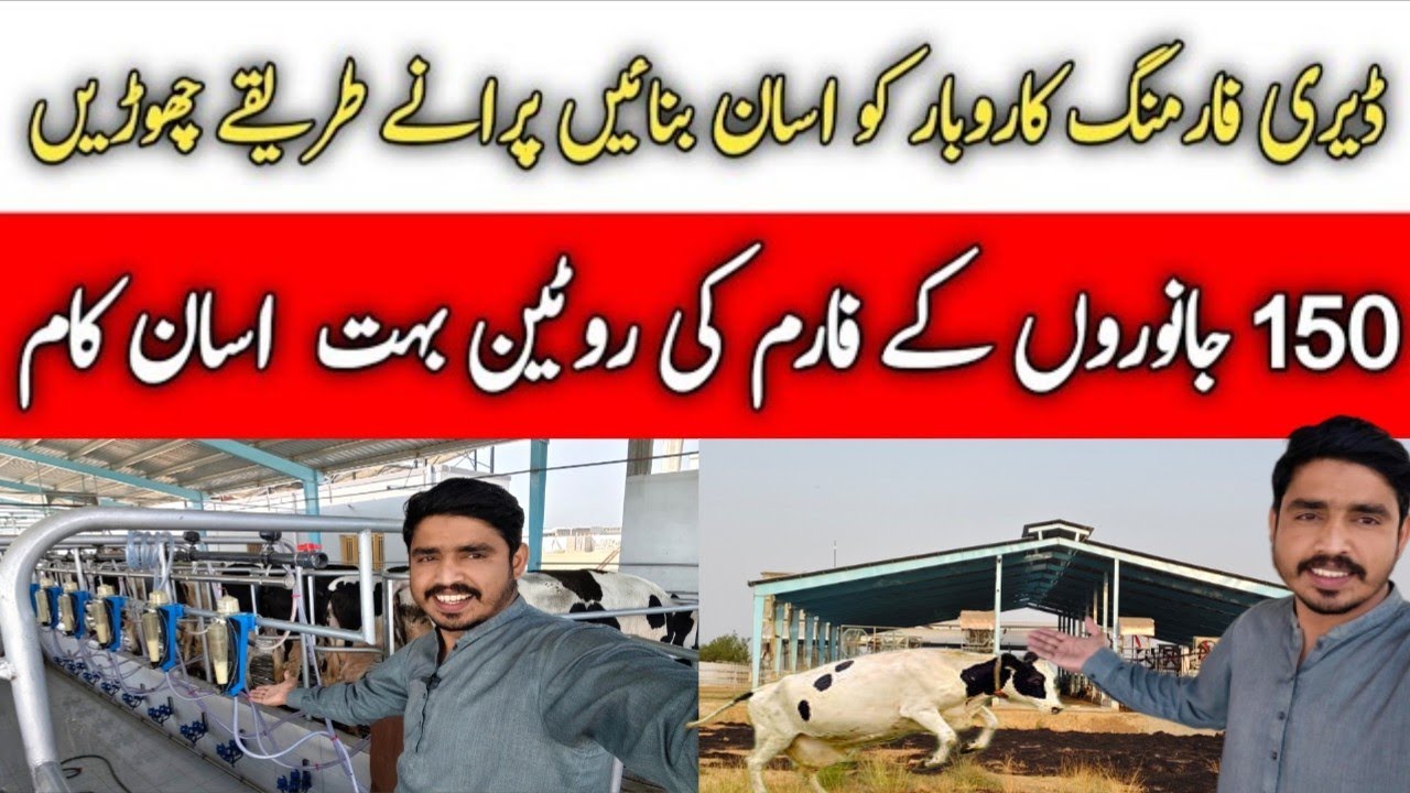 How to Start a Dairy Farming Business in Pakistan | Small Scale Dairy ...