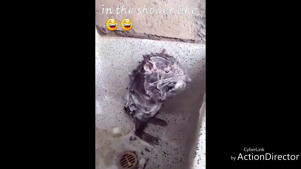 Rat Having A Bath Rat Taking A Shower Like A Human Youtube