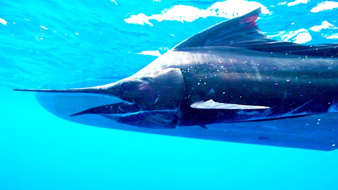 The Sailfish: The Catch of a Lifetime | The Big Catch | BBC Earth ...