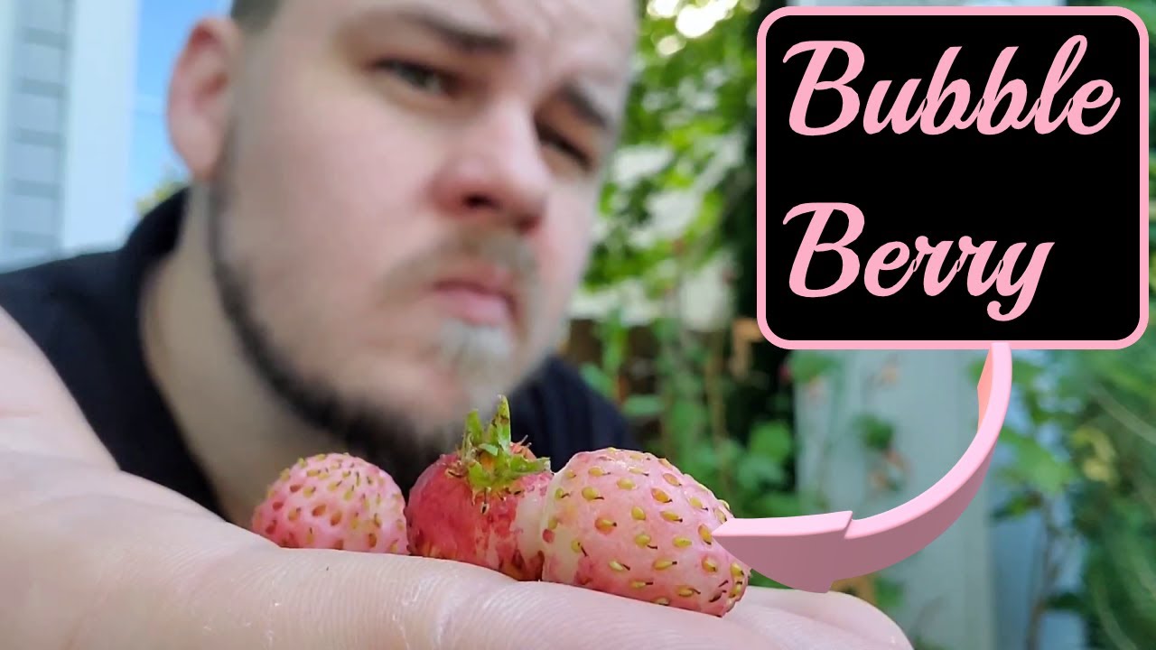 Tasting Bubbleberries | Strawberry That Tastes Like Bubblegum! - YouTube
