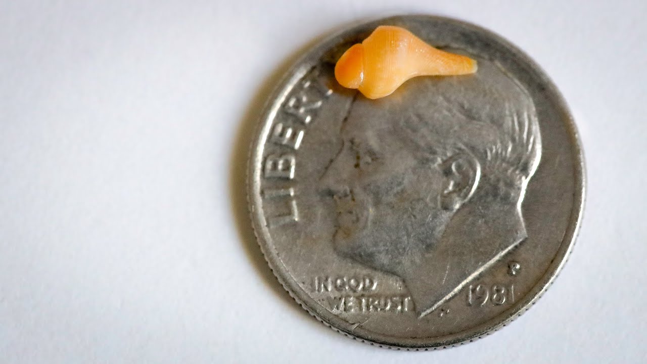 Baby Whelk Shells -- Incredible! - YouTube