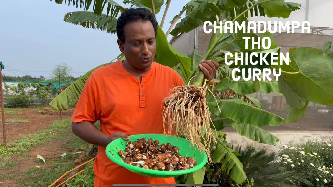 Chamadumpa Chicken Curry - చామ దుంప తో చికెన్ కర్రీ - ఇలా ట్రై చేసి ...