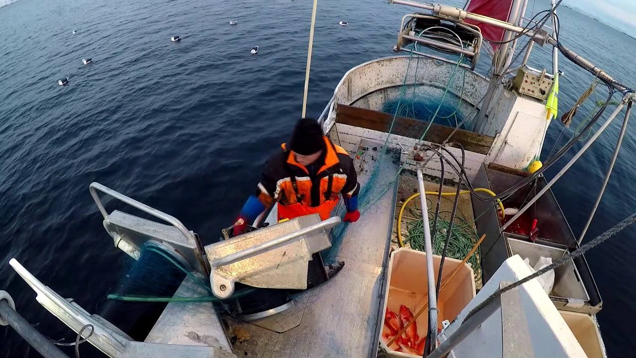 Fiske sjark garn Net fishing - YouTube