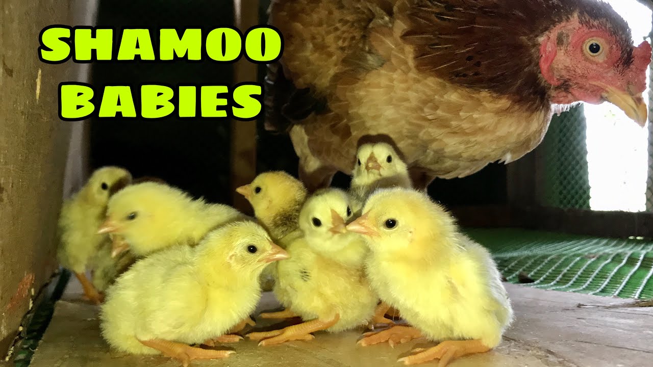 NAPISA NA ANG AMING PURE SHAMOO BABIES. - YouTube