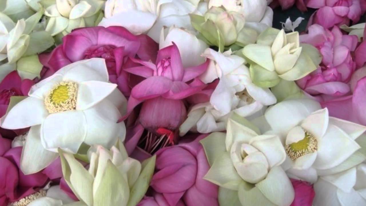 "Gilem Obe Guna Mude" Song By Pandith W. D. Amaradeva - YouTube