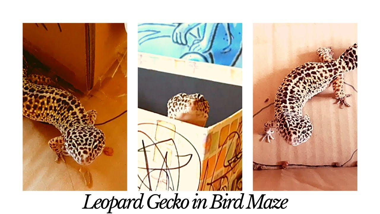 Leopard Gecko in Bird Maze! - YouTube