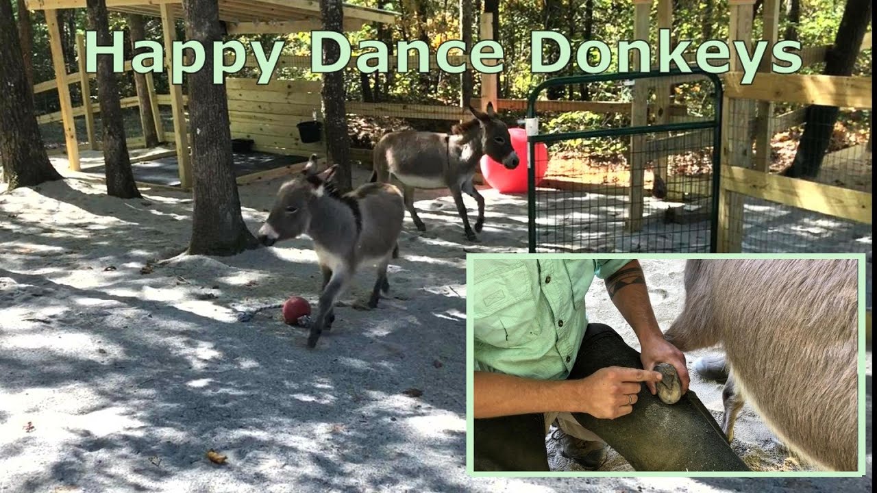 Happy Dance Donkeys - Our Miniature Donkeys Dance on Happy Healthy ...