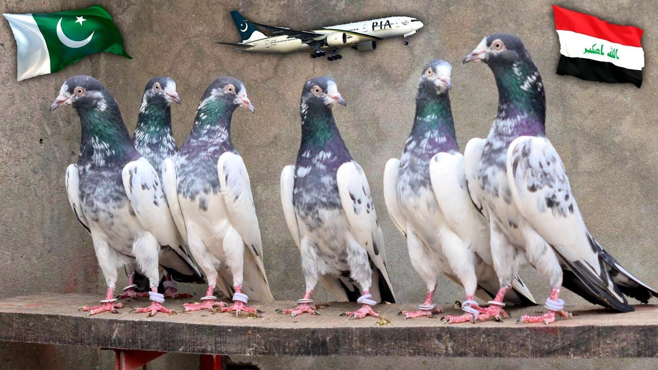 Pakistani Pigeons in IRAQ | Ch Sakhi Muhammad Bhatti Pigeons - YouTube