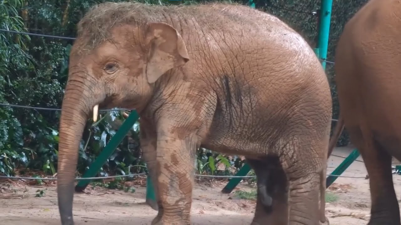 Animal World | Life of Elephant, Monkey, Capybara, Hippo, Red Panda ...