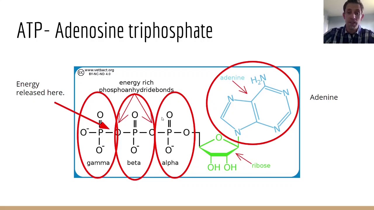 07 Cellular Energy - YouTube